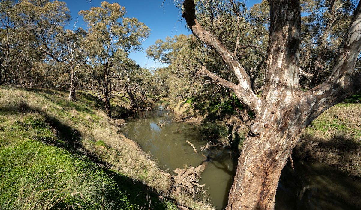 Managing vegetation in and around waterways